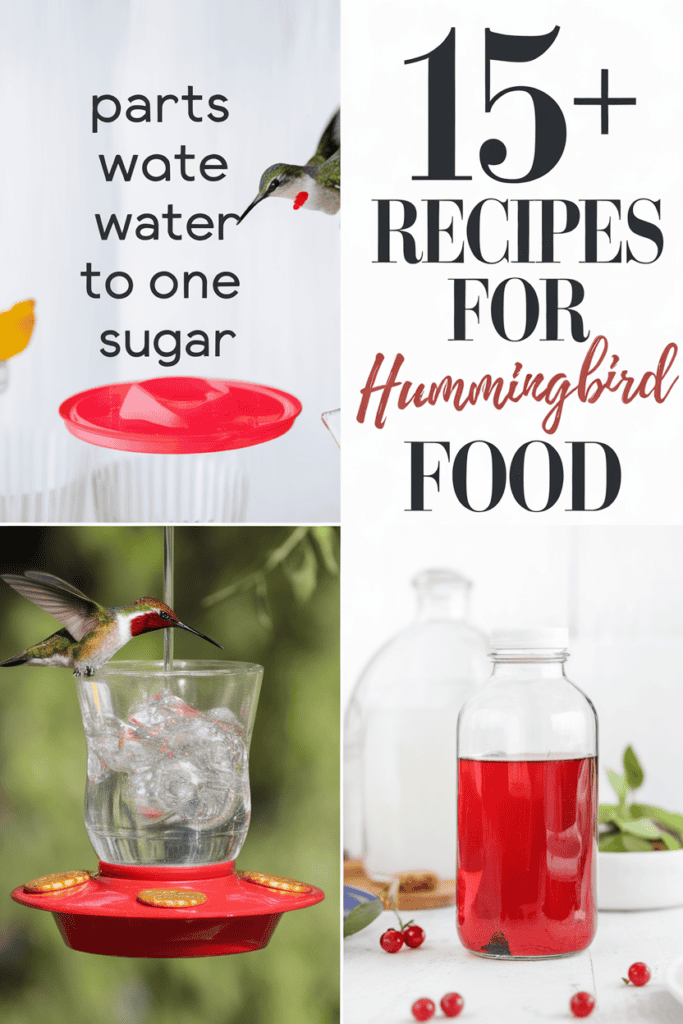 12+ Favorite Agave Recipes to Sweeten Your Day and Delight Your Taste ...