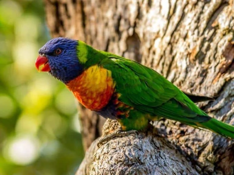 Top 10 Famous Australian Birds (Popular Names in Australia)