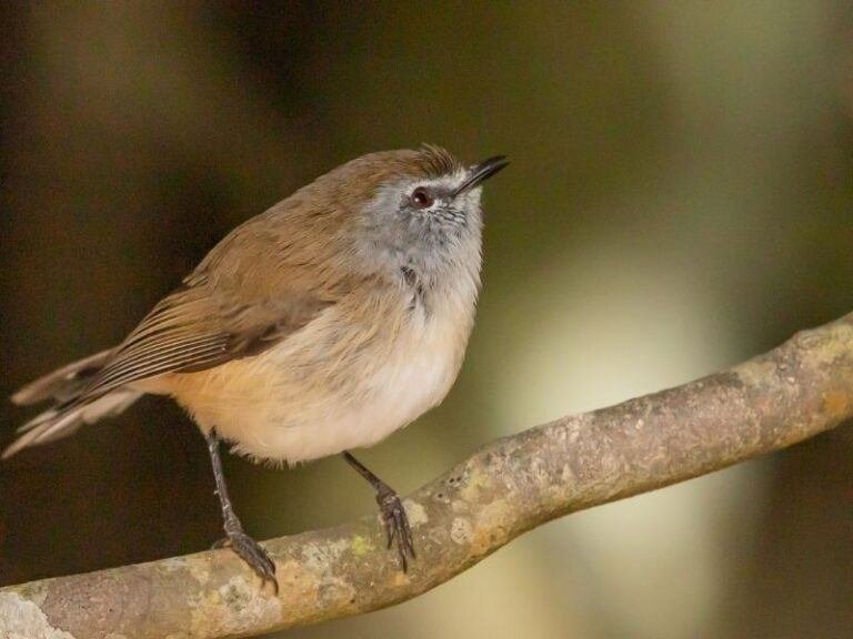 Top 10 Famous Australian Birds (Popular Names in Australia)