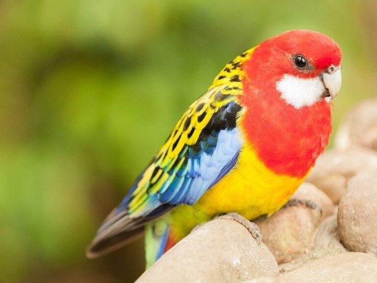 Top 10 Famous Australian Birds (Popular Names in Australia)