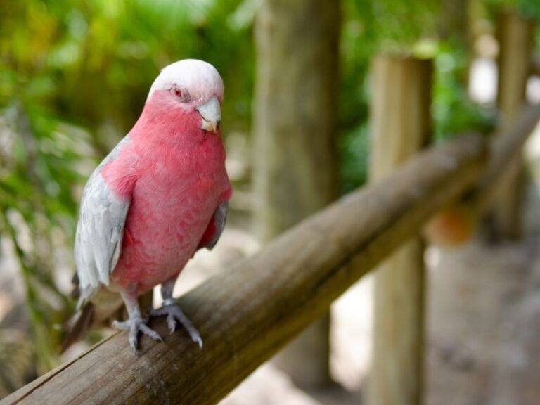 Top 10 Famous Australian Birds (Popular Names in Australia)