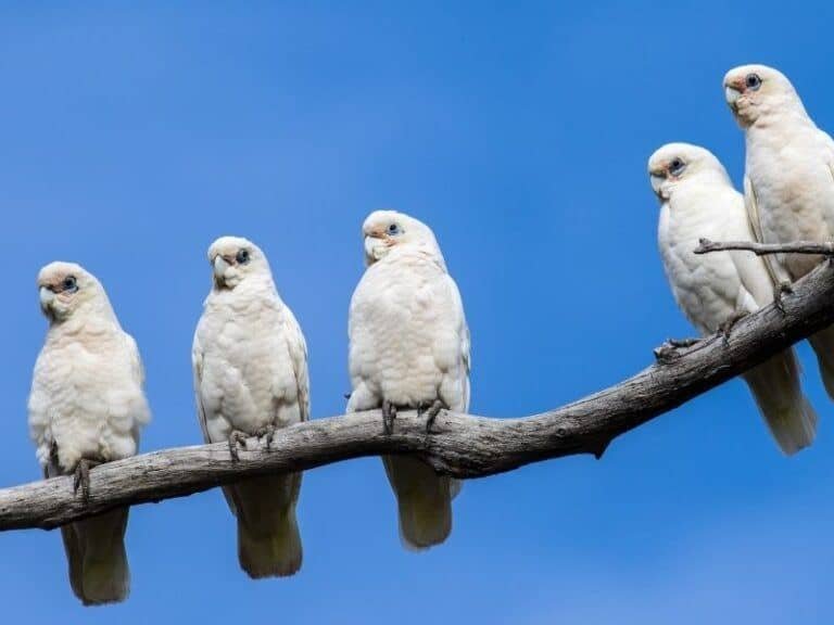 Top 10 Famous Australian Birds (Popular Names in Australia)
