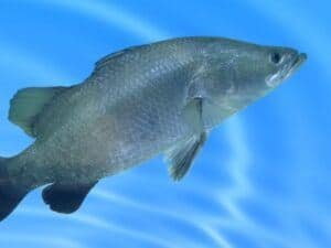 Is Barramundi Saltwater or Freshwater Fish? (Facts)