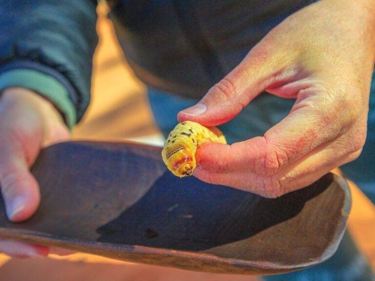 What are Witchetty Grubs? 10+ Interesting Facts