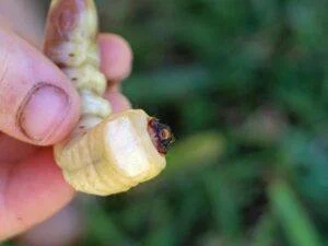 What are Witchetty Grubs? 10+ Interesting Facts