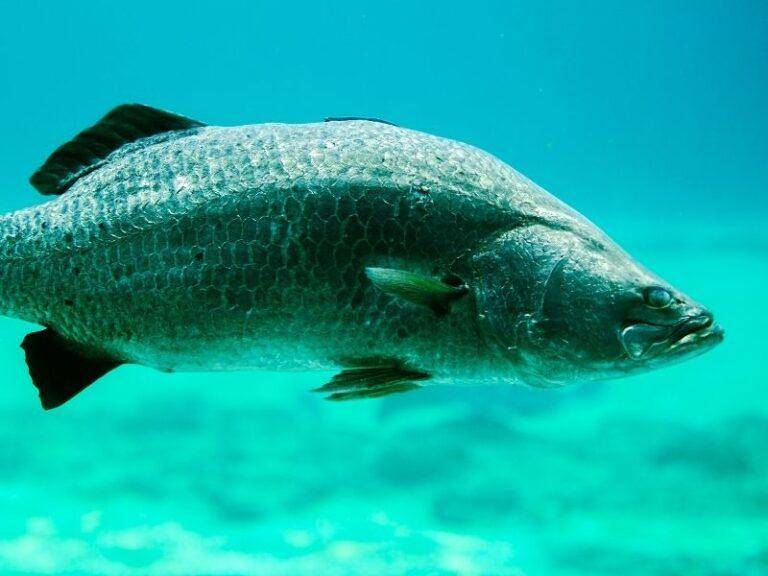 Is Barramundi Saltwater or Freshwater Fish? (Facts)