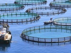 What to Feed Barramundi? A Glimpse of Barramundi Farming