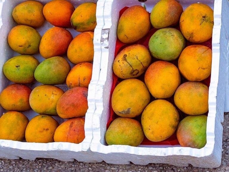 Aussie Mangoes: Facts About The Exotic Fruits