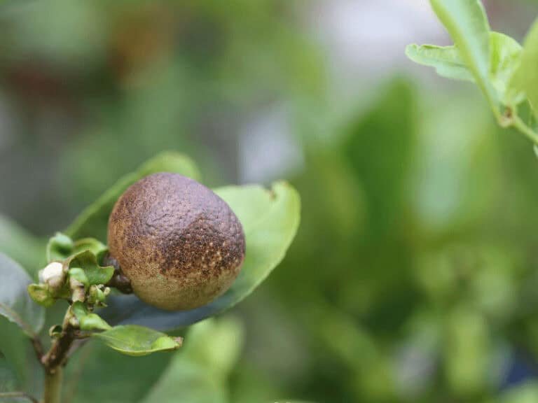 Can You Eat Lemons With Brown Spots?