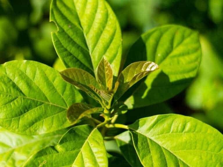 Avocado Leaves: What You Need to Know