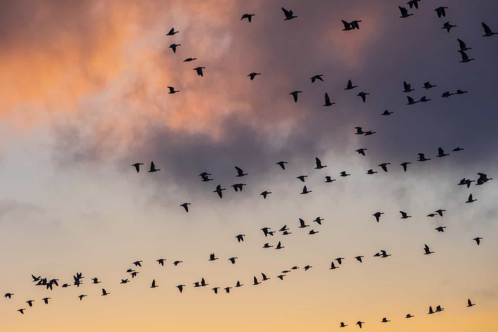 Australian Birds: The Fascinating World of Australia's Feathered Wildlife