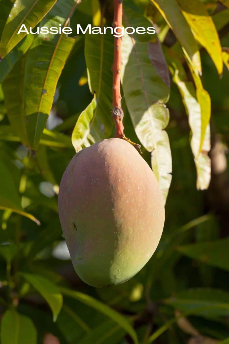 Aussie Mangoes: Facts About The Exotic Fruits