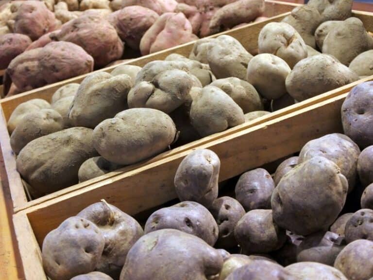 Is Sweet Potato the Same as Kumara? The Delicious Secret