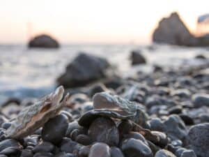 Do Oysters Have Poop In Them? (Explained)