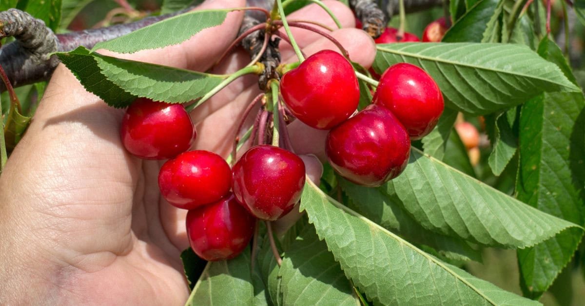 How to Ripen Cherries After Picking at Home