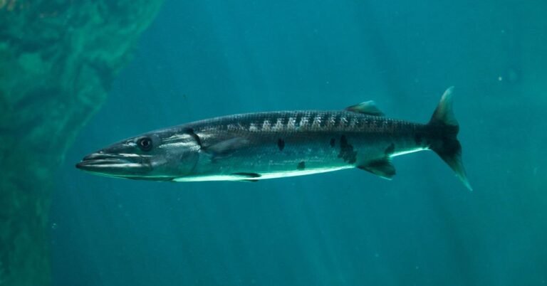 Gem Fish Vs Barracuda: A Friendly Comparison (Include Tips, How To)