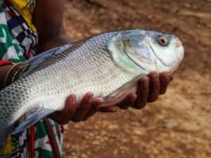 Imelda Fish vs Maya Maya: Exploring the Tastes and Textures