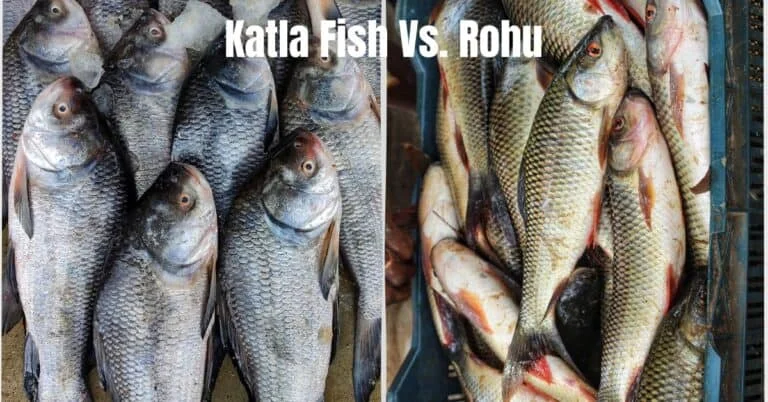 Rohu Fish Traits: Key Points You Should Know