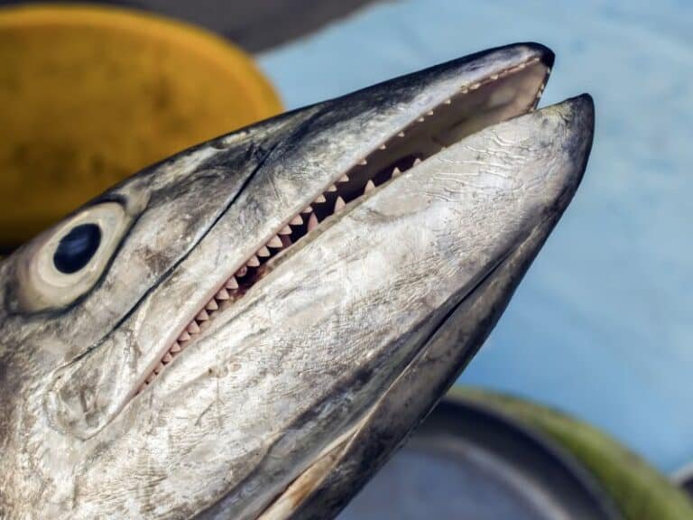 King Fish vs Mackerel: A Comparison