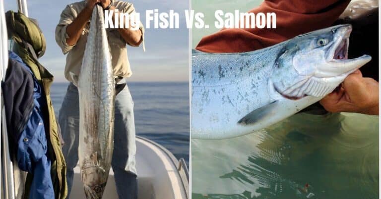 King Fish vs Salmon: A Friendly Comparison of These Delicious Seafood ...