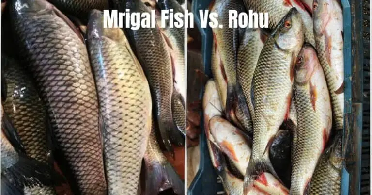 Mrigal Fish vs Rohu Fish: Comparison of Taste, Nutrition and Cooking ...