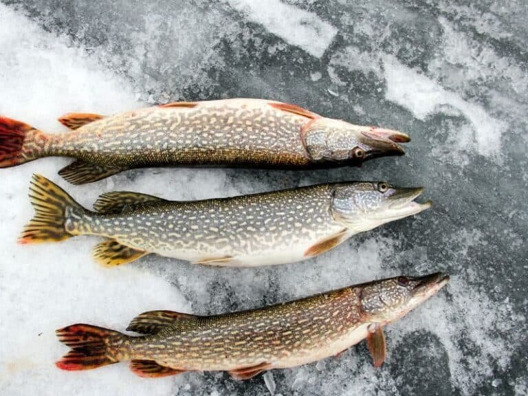 Jack Fish Vs Pike: What's the Difference?