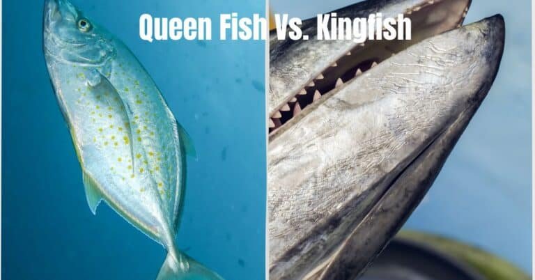 Queen Fish vs Kingfish: Discover the Key Differences for a Tasty Delight!