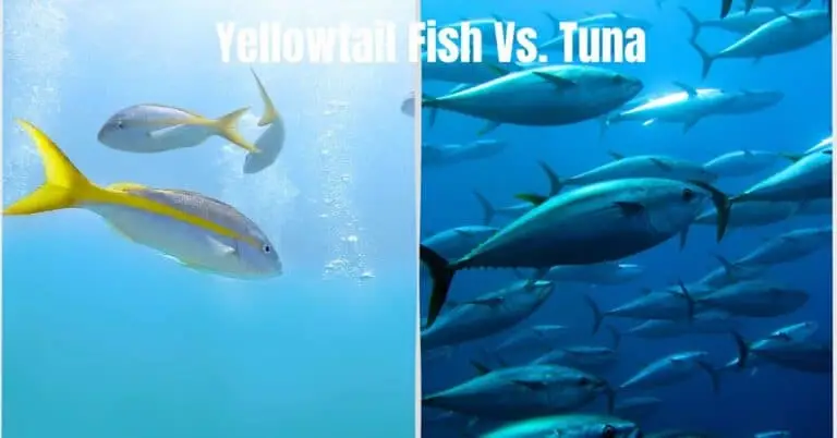 Yellowtail Fish Vs Tuna: The Ultimate Comparison (Include Tips, How To)
