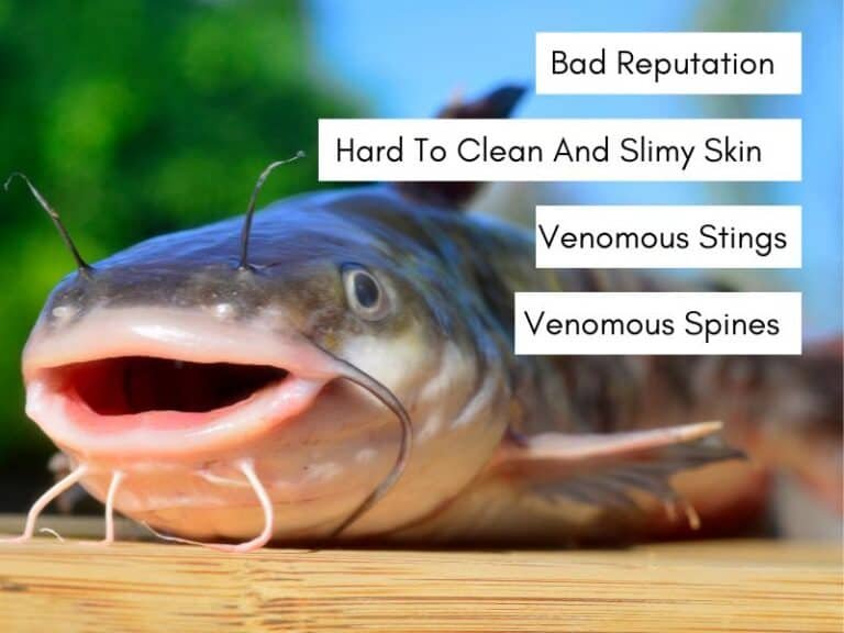 Eel Tail Saltwater Catfish Australia: What You Need to Know