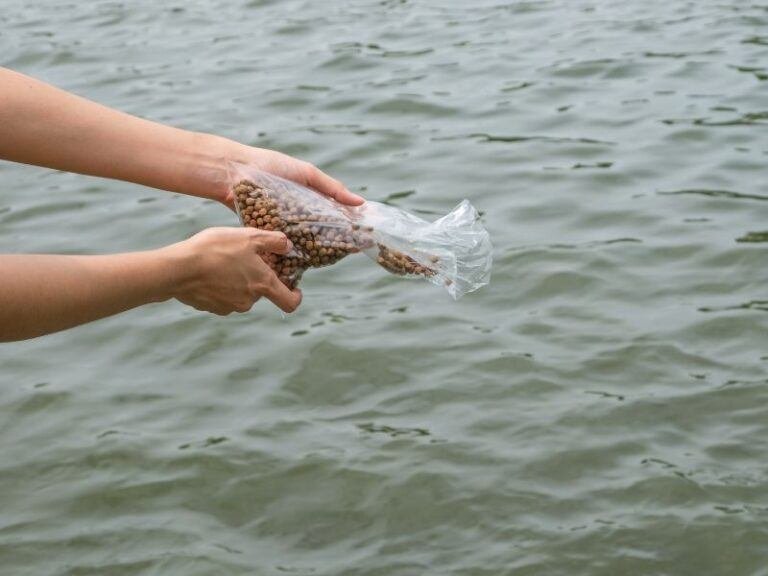 What Is PO1 Fish Food? (Benefits)