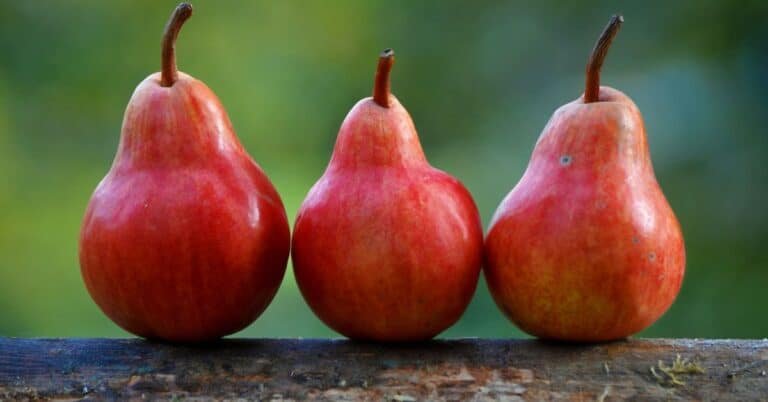 How to Tell When Red Pears Are Ripe