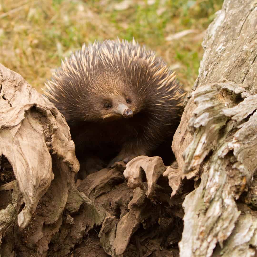 11 Adorable Australian Animals You Can Only See Down Under