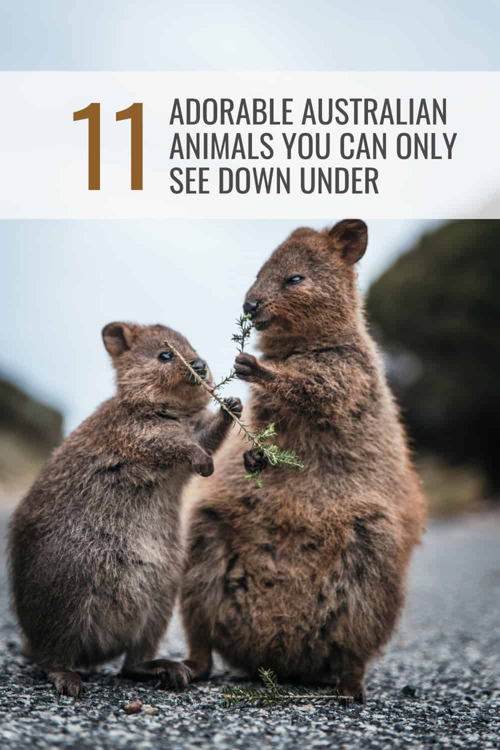11 Adorable Australian Animals You Can Only See Down Under