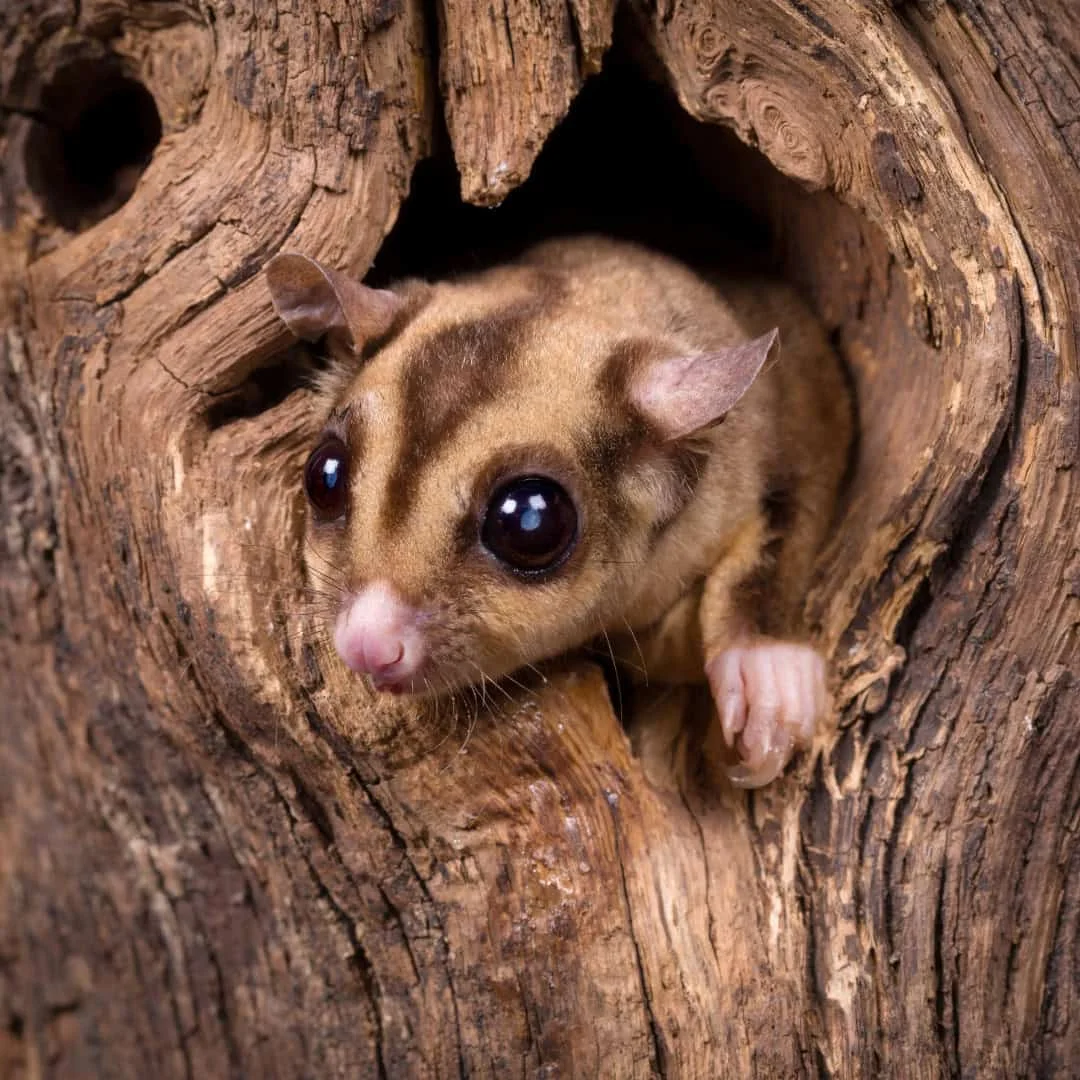 11 Adorable Australian Animals You Can Only See Down Under