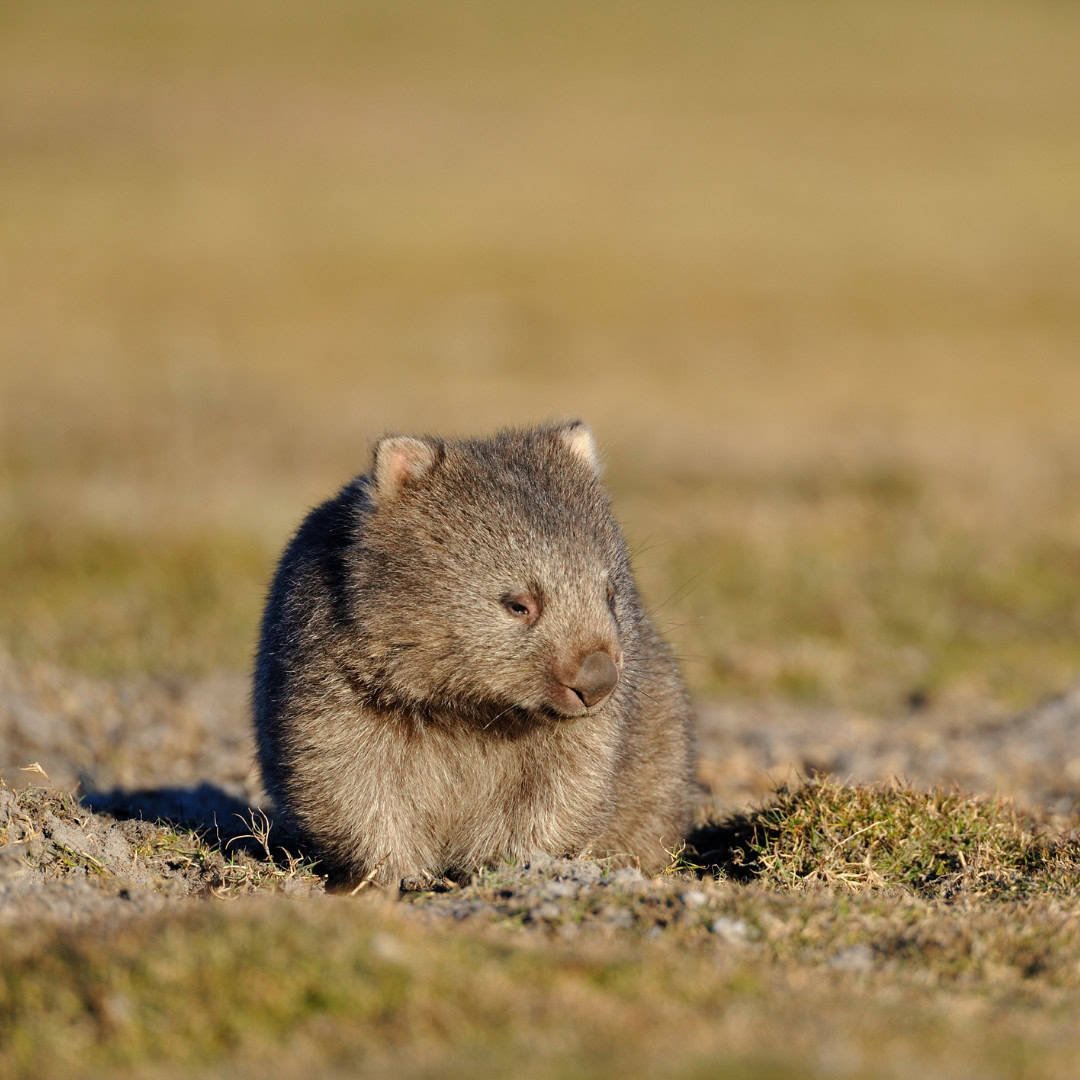 11 Adorable Australian Animals You Can Only See Down Under