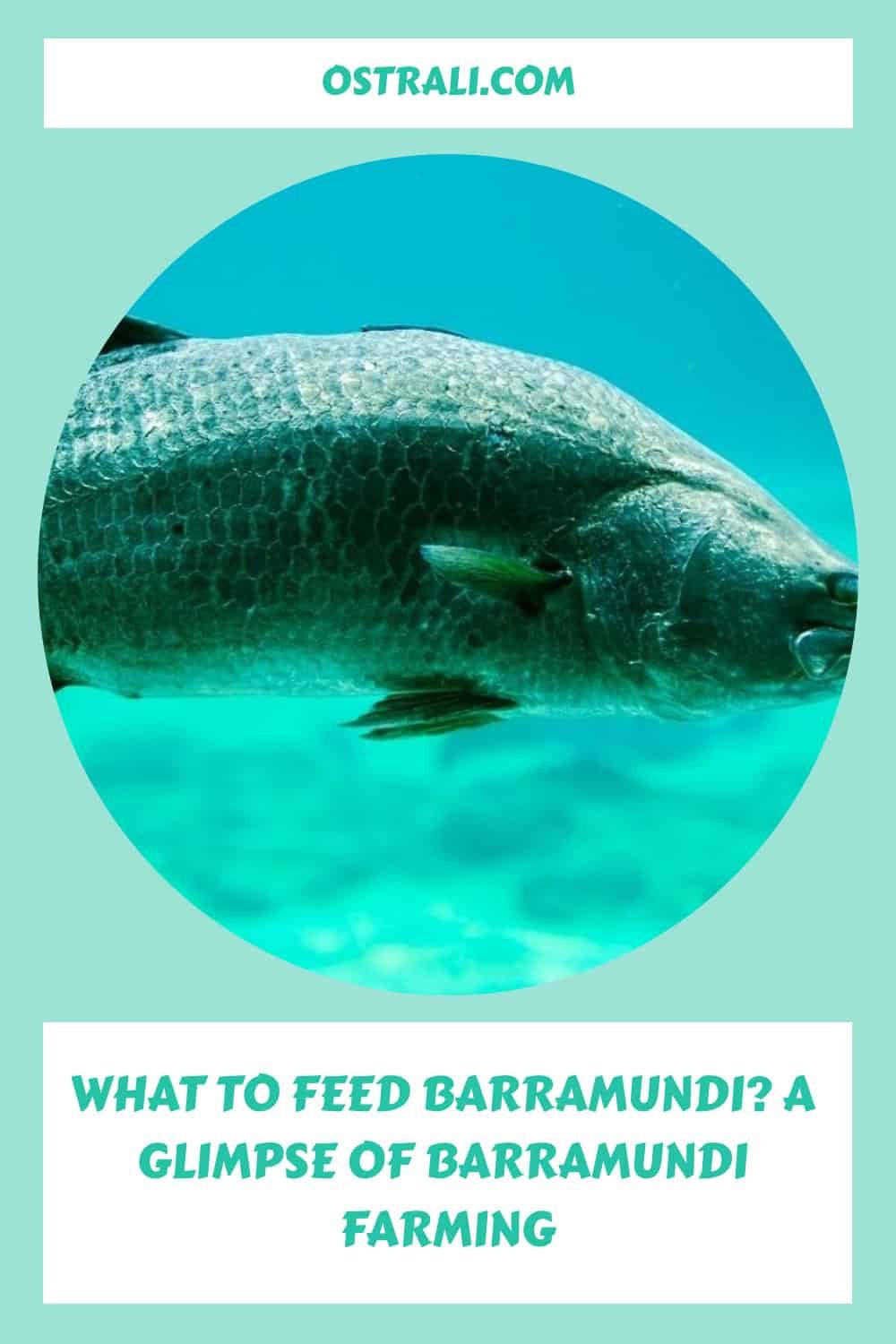 What to Feed Barramundi? A Glimpse of Barramundi Farming