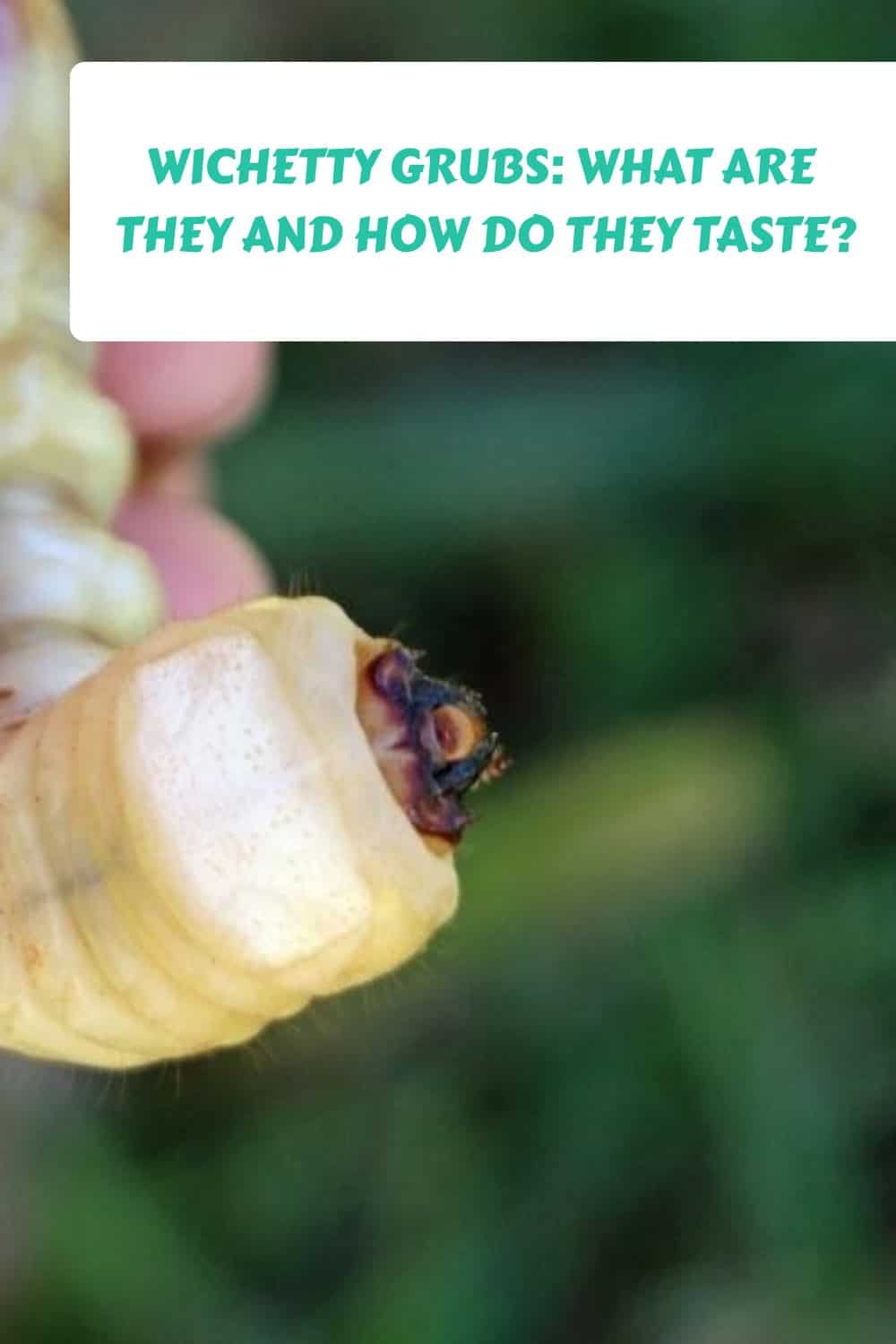 Wichetty Grubs: What are They and How Do They Taste?