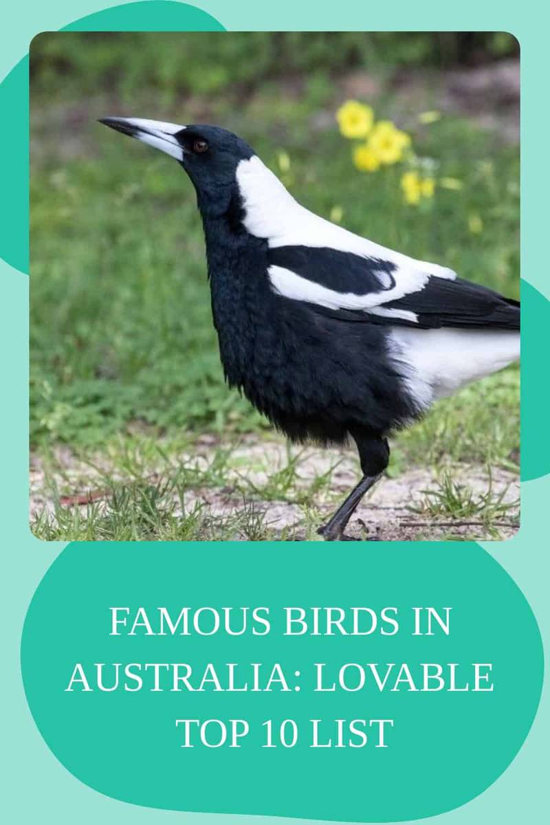 Top 10 Famous Australian Birds (Popular Names in Australia)
