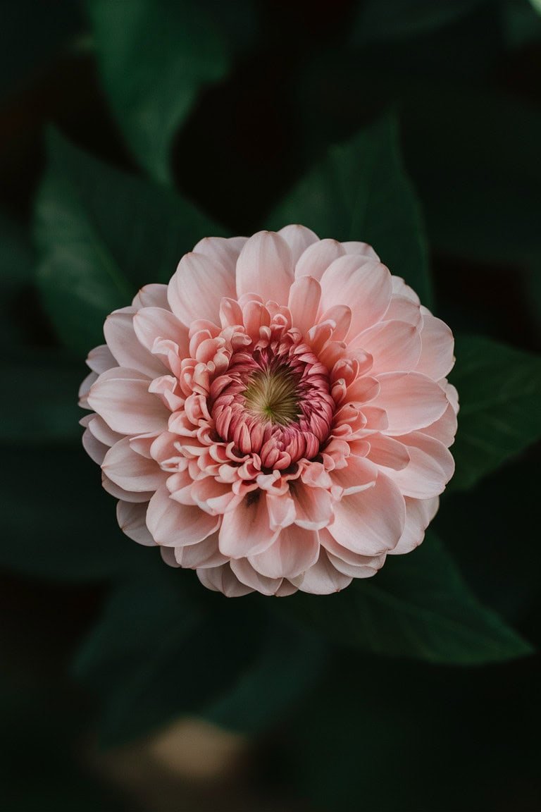 15 Enchanting Flower Messages to Bloom Your Love Life