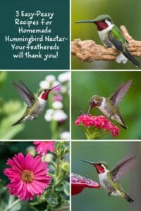 9 Easy-Peasy Recipes for Homemade Hummingbird Nectar: Your Feathered ...
