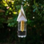 5 Fly Traps You Can DIY for a Buzz-Free Backyard!