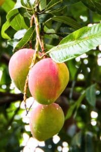 How to Tell if Your Mango Is Ripe: A Step-by-Step Guide