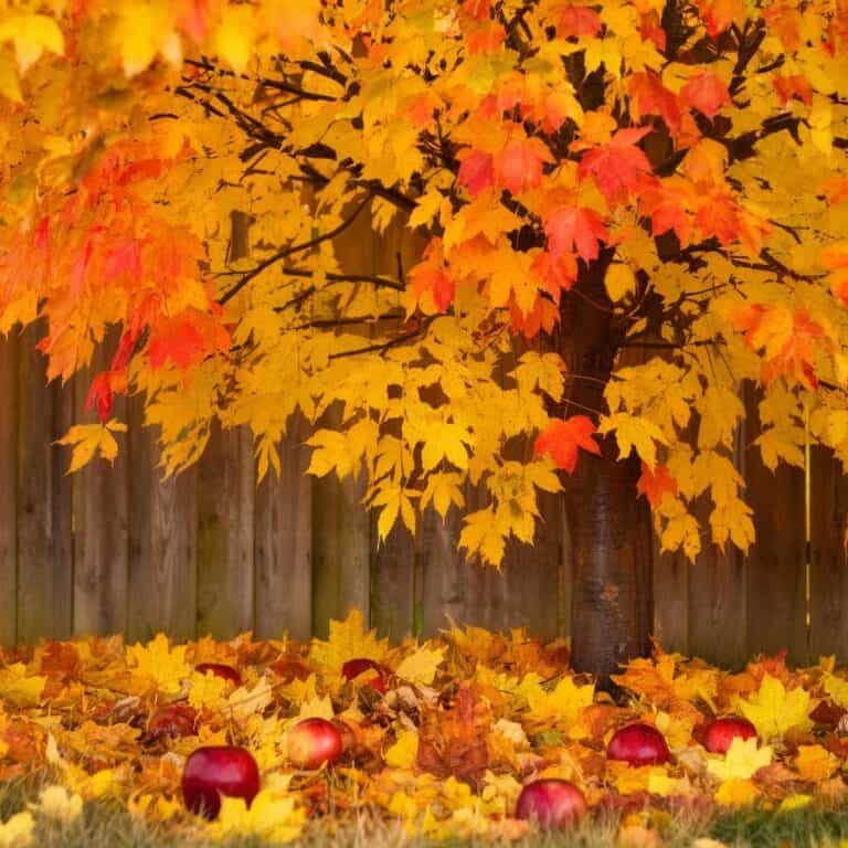 10 Cute Fall Backgrounds You’ll Adore - ostrali.com