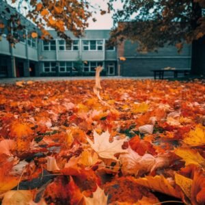 10 Fall Leaves Ideas to Inspire Your Autumn - ostrali.com