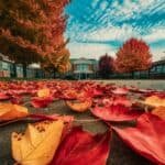 10 Fall Leaves Ideas to Inspire Your Autumn - ostrali.com