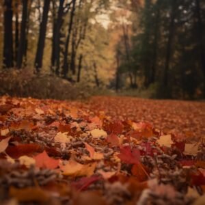 10 Fall Leaves Ideas to Inspire Your Autumn - ostrali.com