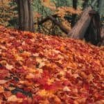 10 Fall Leaves Ideas to Inspire Your Autumn - ostrali.com