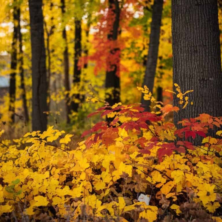 10 Fall Leaves Ideas to Inspire Your Autumn - ostrali.com