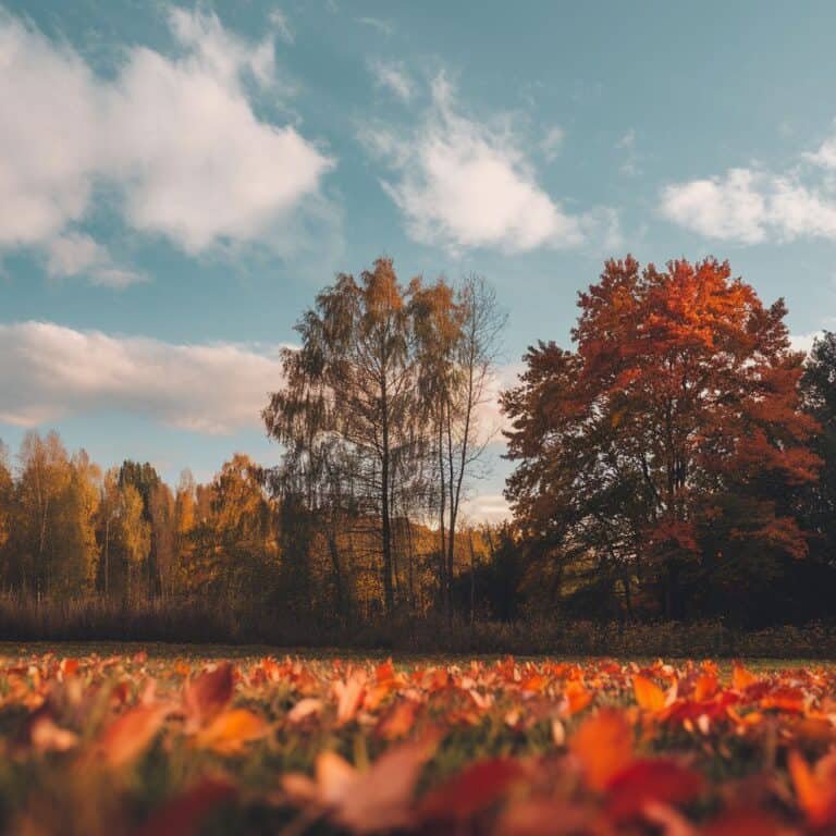 10 Fall Wallpaper iPad Ideas You’ll Love - ostrali.com