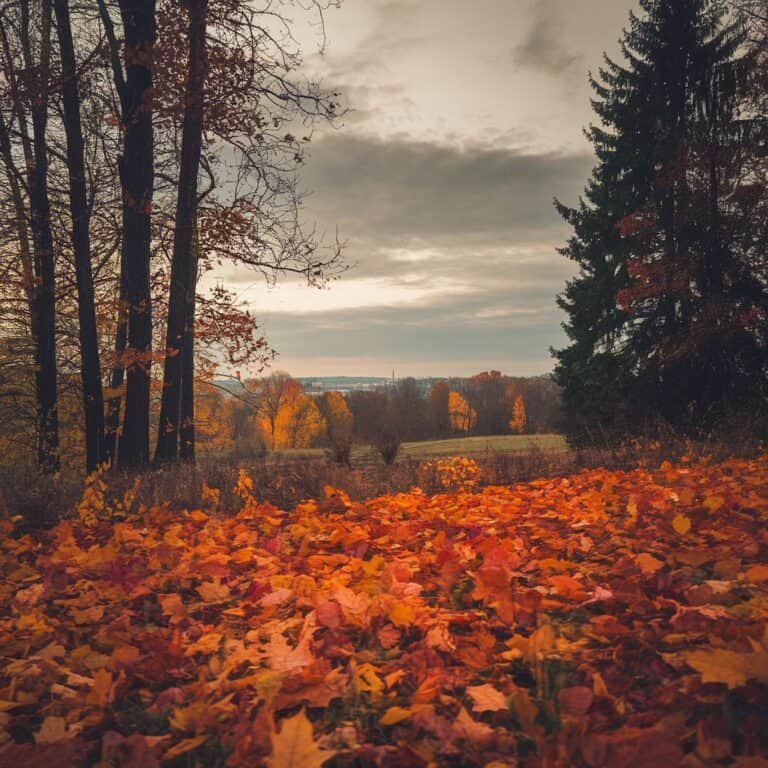 10 Fall Wallpaper iPad Ideas You’ll Love - ostrali.com